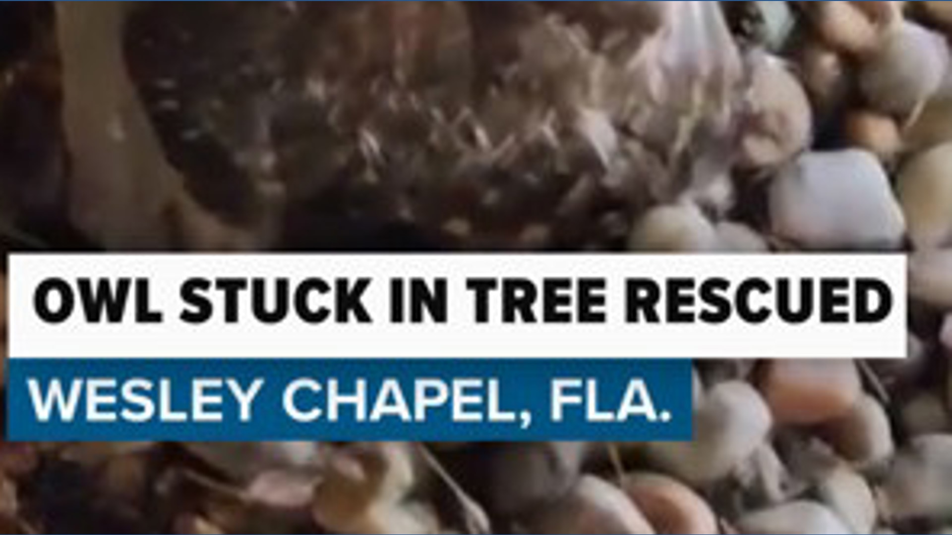 Owl stuck in tree rescued in Pasco County