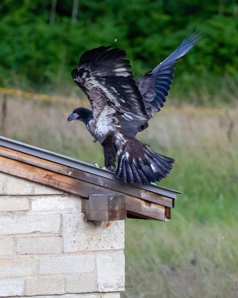 Baby eagle out of the nest at White Rock Lake