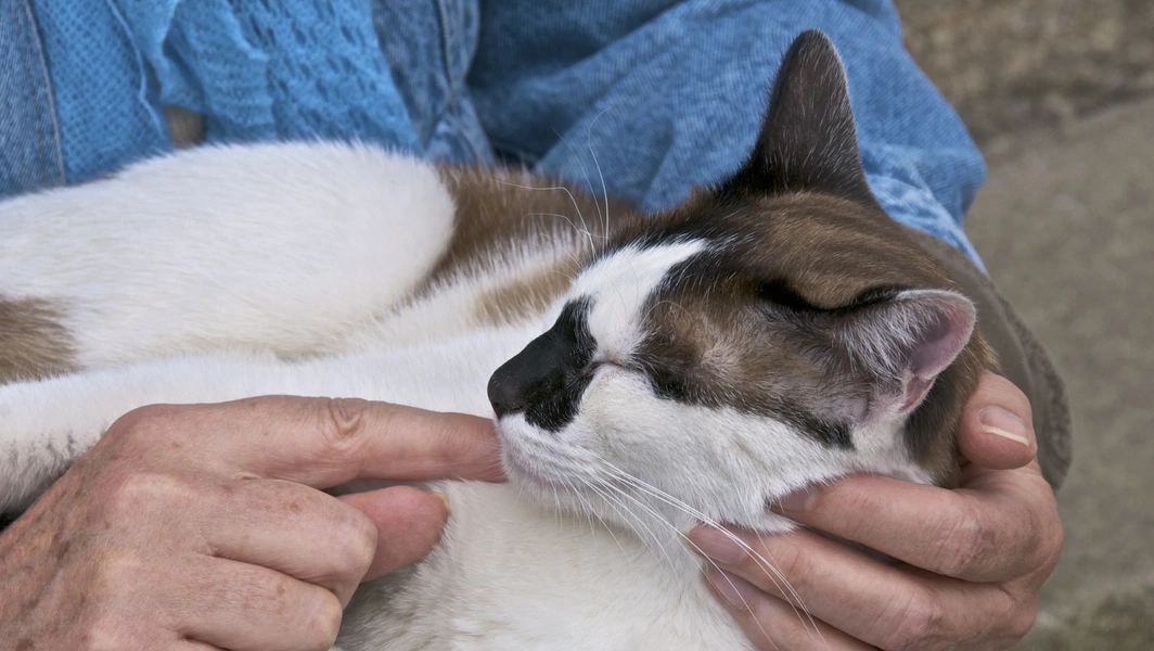 14 signs your cat truly trusts you
