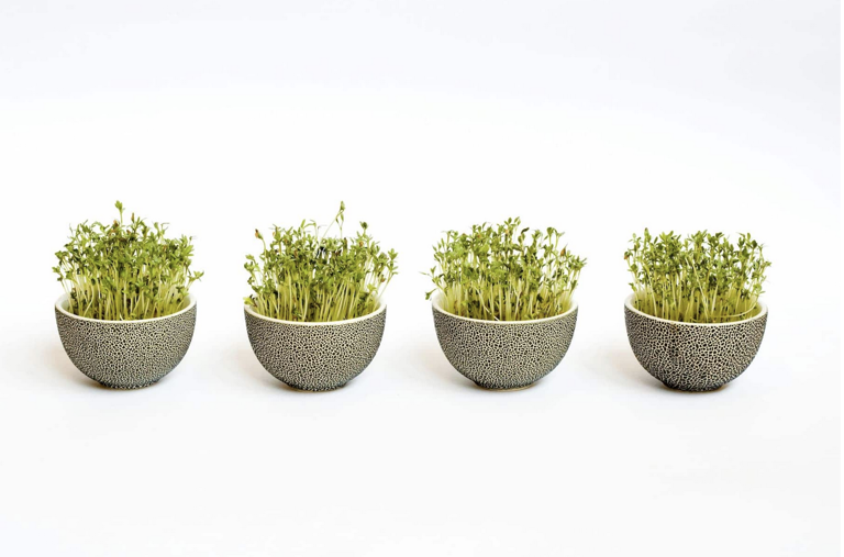 The easiest sprouts to grow indoors (no soil needed!)