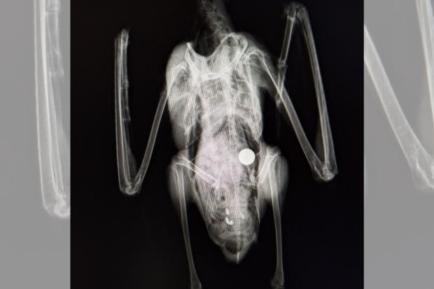A rise in catapult attacks on Sussex birds has sparked concern