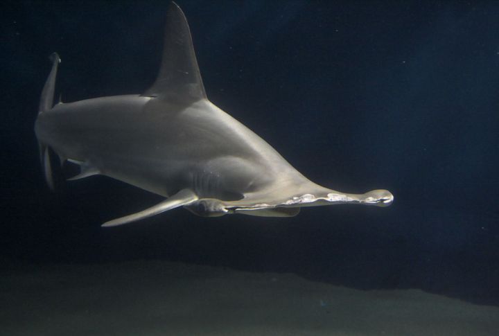 10 strange details that make hammerhead sharks remarkable