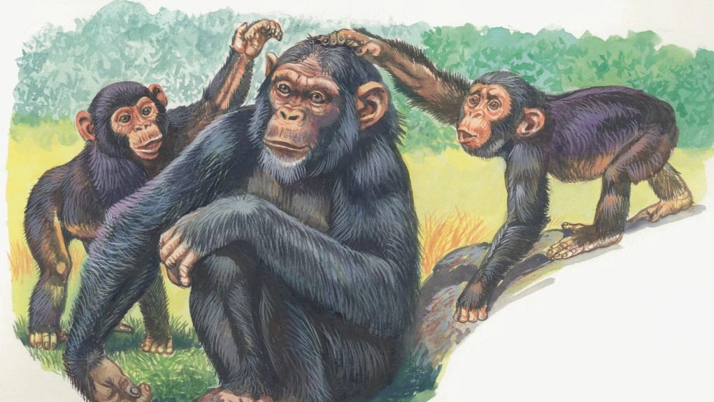 Study finds great apes form layered friendship networks like humans