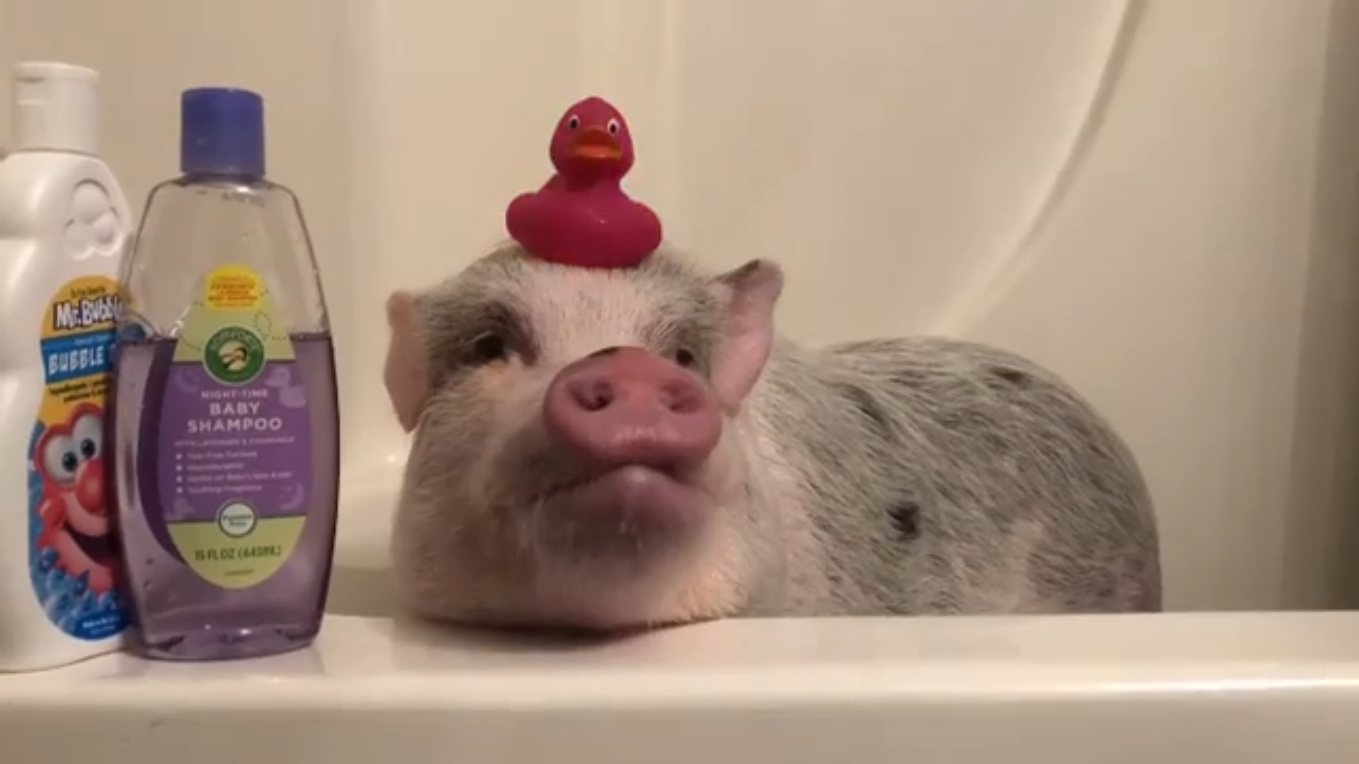 Adorable pig steals the spotlight