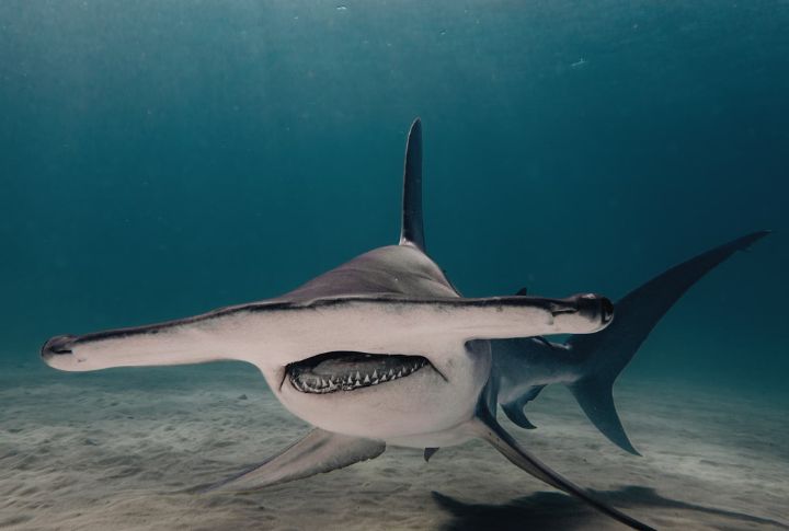 10 strange details that make hammerhead sharks remarkable
