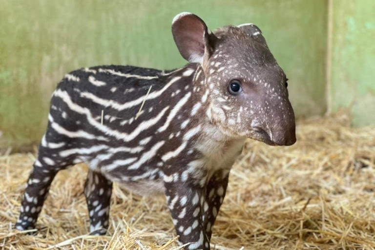 Casablanca zoo welcomes endangered Brazilian tapir calf