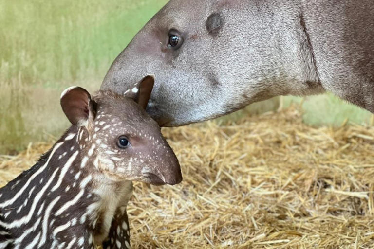 Casablanca zoo welcomes endangered Brazilian tapir calf