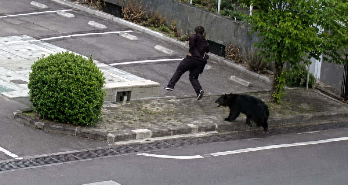 Bear attack captured on CCTV as Japan battles growing bear problem
