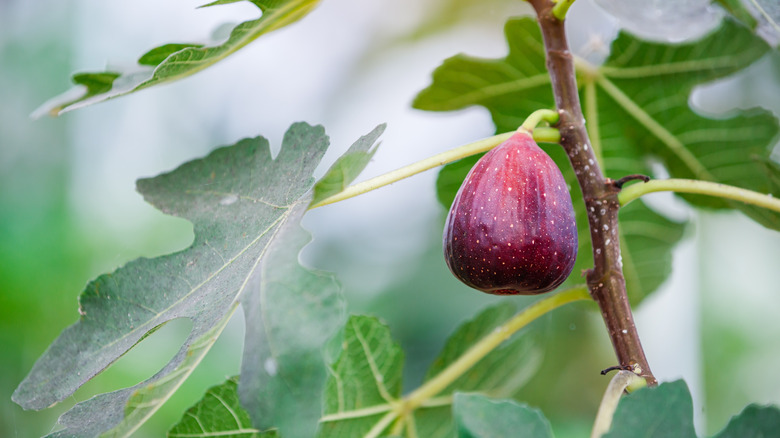 11 fruit trees that even a beginning gardener can grow in their yards