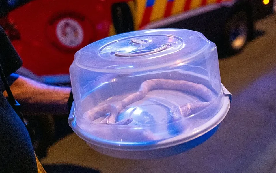 Cobra and viper found in bedding amid rising heat concerns