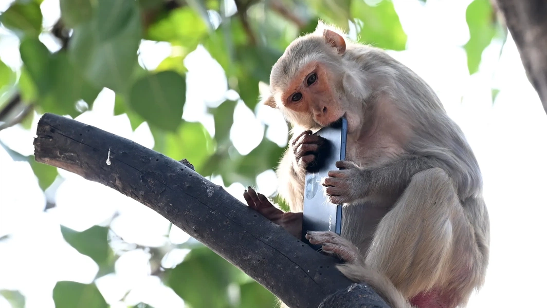 Monkey's cash shower in UP court leaves Rs 40,000 missing