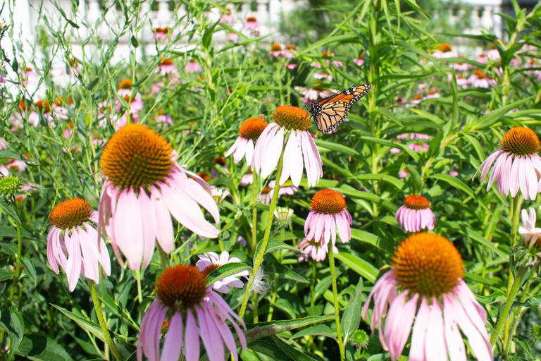 ‘Let it bloom’ June is one landscaping trend homeowners really should ...