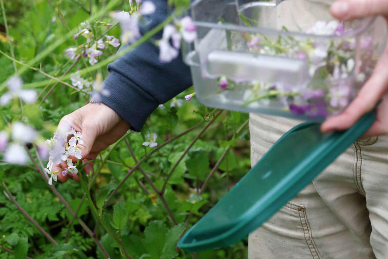 This forager hunts tiny edible plants for the Bay Area's most luxe ...