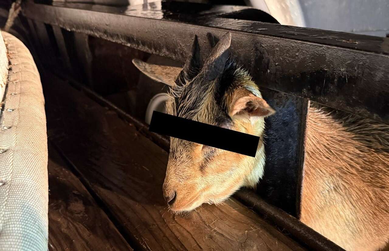 Thompson firefighters bravely save goat with head stuck in trailer