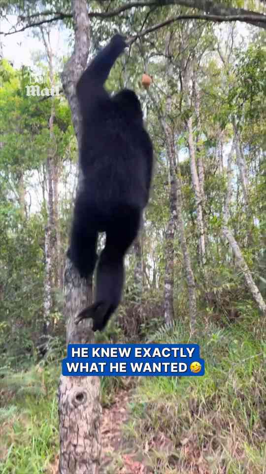 Gibbon eagerly arrives to collect its favorite snack