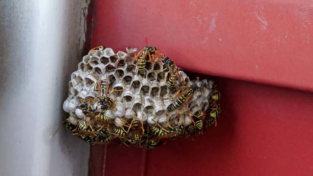 When a queen vanishes, tropical wasps spiral into a violent power ...