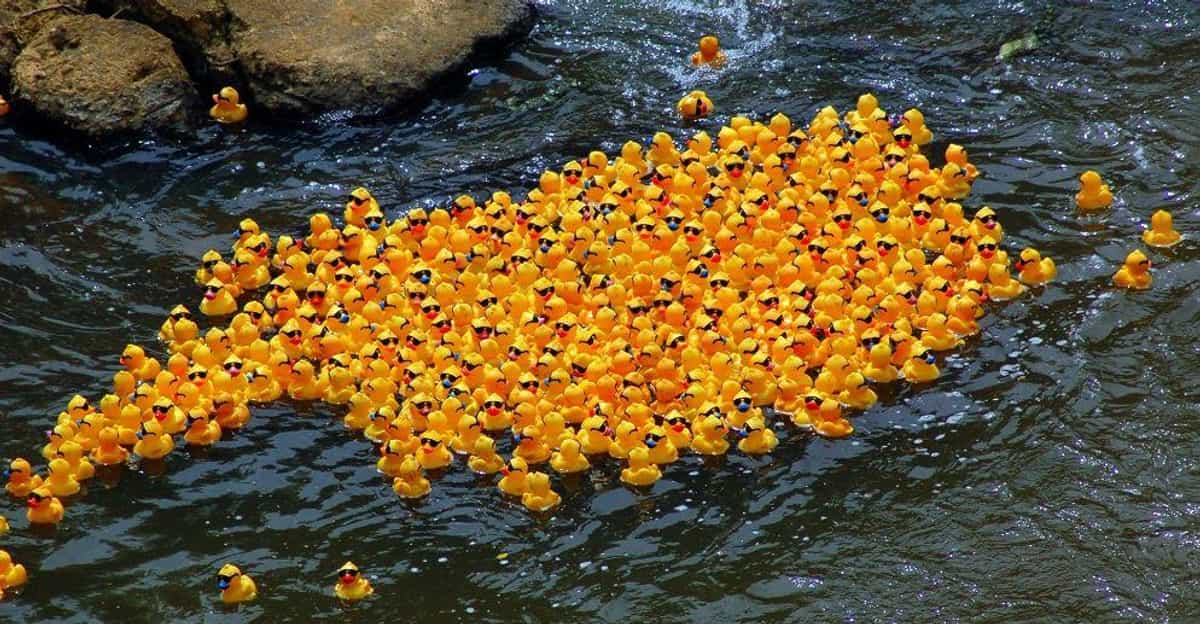 The 28,000 rubber ducks that spilled into the ocean