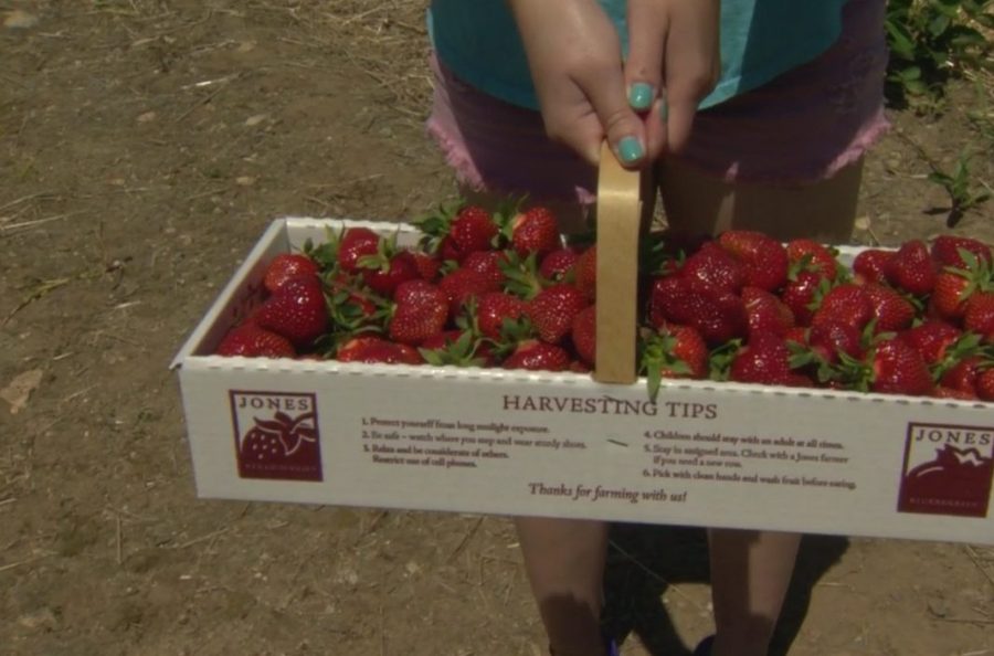 Where to pick-your-own strawberries in Connecticut: Map