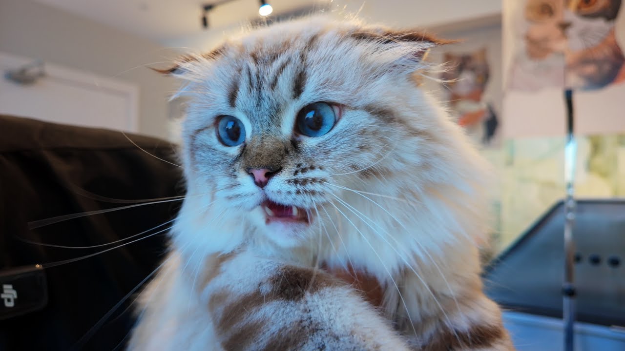 Lily: Will she be feisty again? 😼