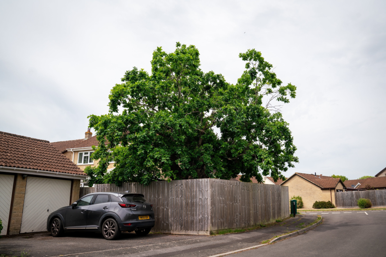 100-year-old oak tree saved despite damaging woman’s house
