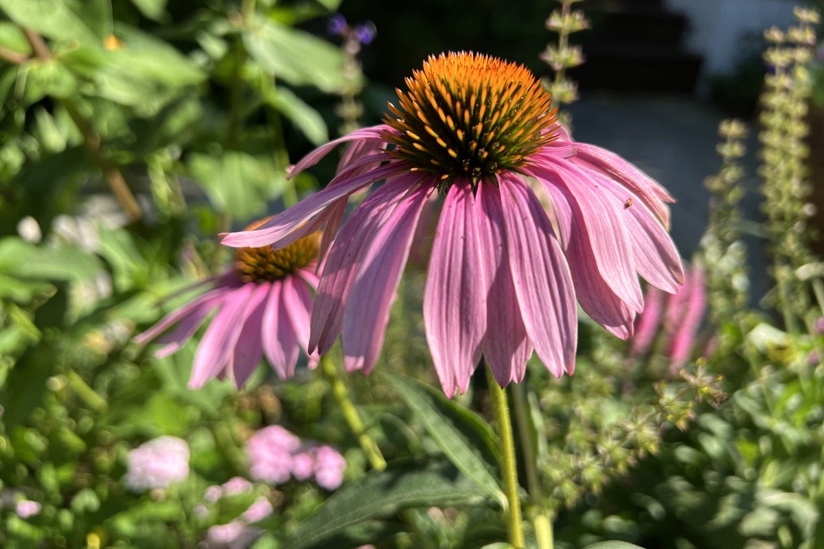 The best flowers for hot and dry summers that will thrive