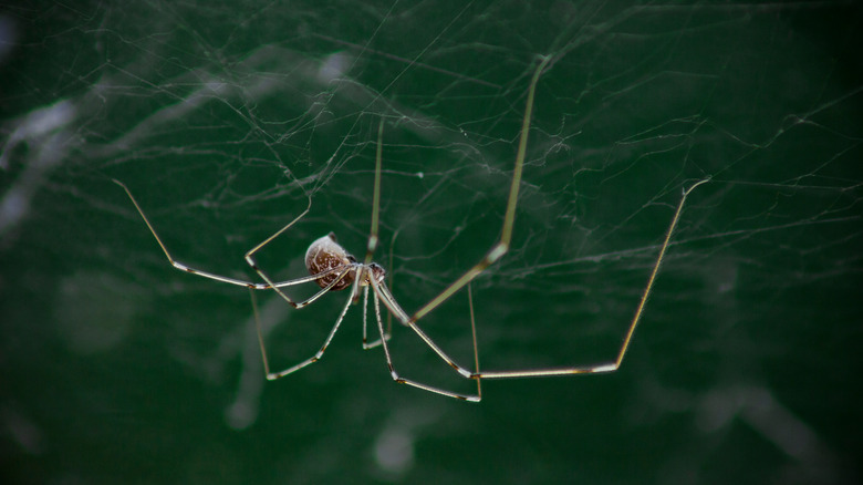 15 types of spiders, ranked by danger level