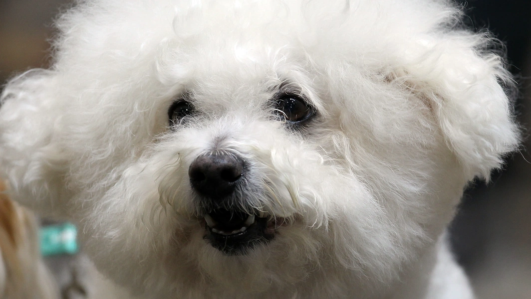 17 dog breeds most prone to separation anxiety
