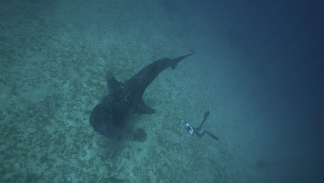 Decade-long study maps year-round whale shark strongholds in Indonesia