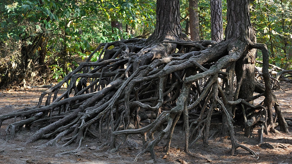 Practical solutions for protecting exposed tree roots