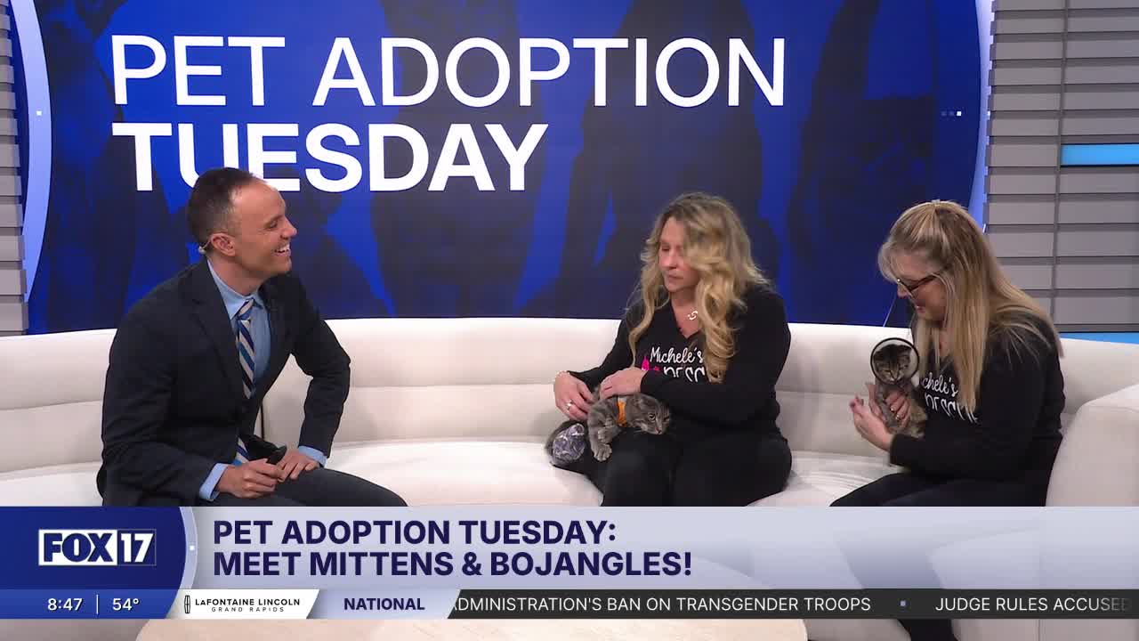 Pet adoption Tuesday: Meet Bojangles and Mittens
