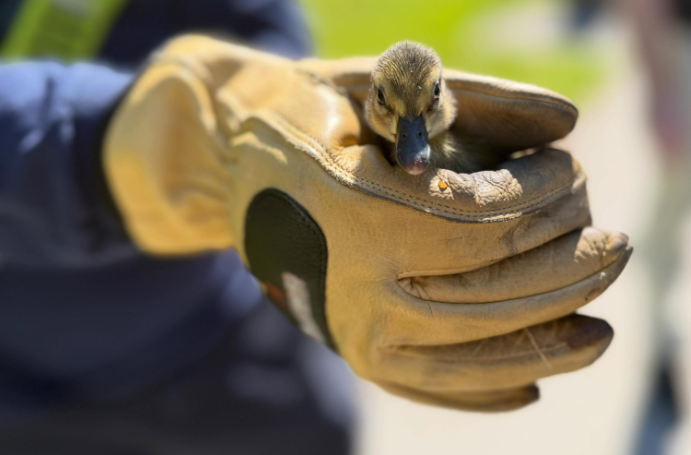 Burlington Fire Department rescues ducklings from storm drain
