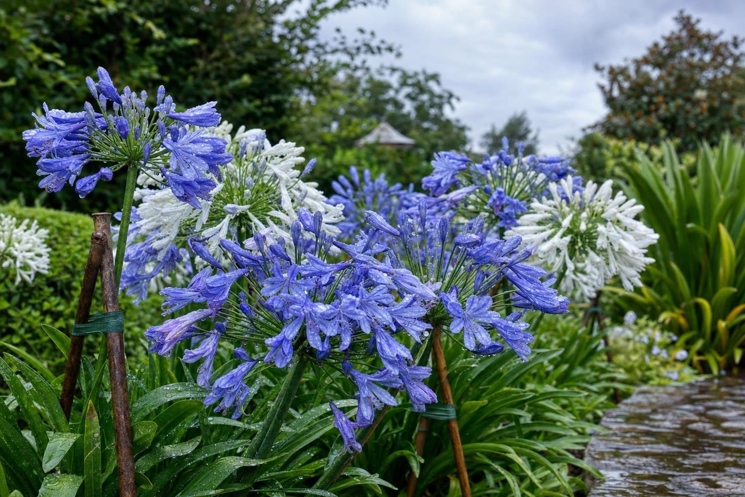 Agapanthes cassées par la pluie : l'astuce de grand-mère pour les ...