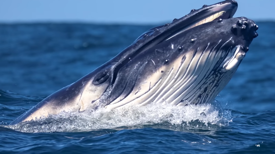 This whale attacked a boat - one man died and another was seriously hurt