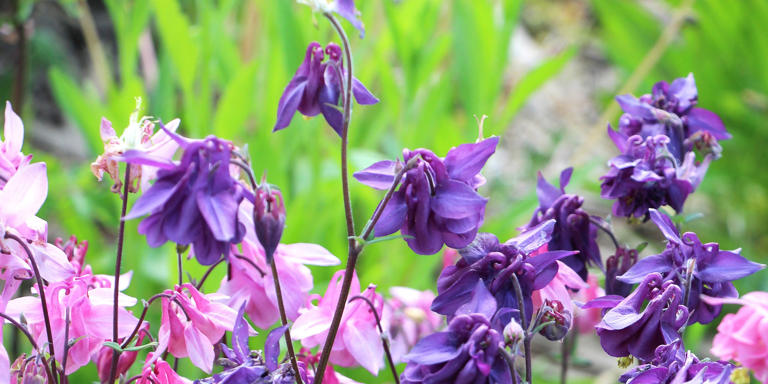 These flowers drop their own seeds so you get more blooms next year