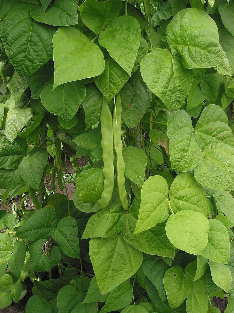 Some plant receptor helps beans detect caterpillars and call in wasp ...