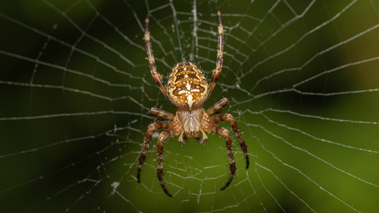 15 types of spiders, ranked by danger level