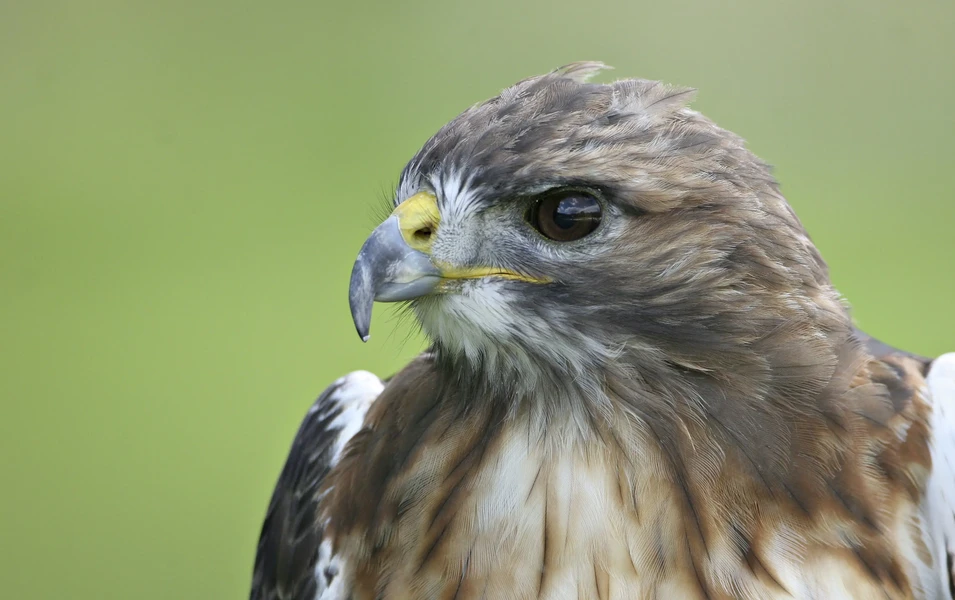 Rare bat predation by falcons seen in Greek wetlands