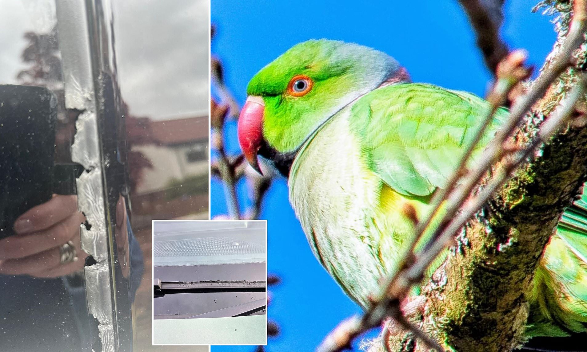 Escaped parrot goes on year-long wrecking spree - attacking houses and cars