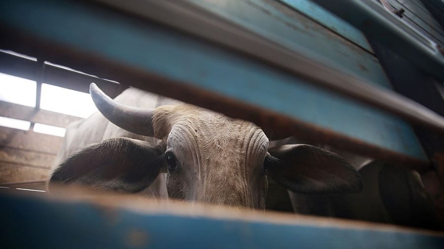 Pasco man arrested for hijacking cattle truck on Highway 395, demanding ...