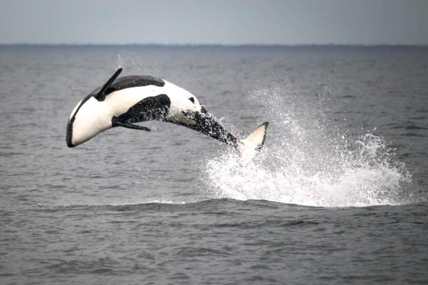 Stunning pictures of orcas breaching out the water in the North East