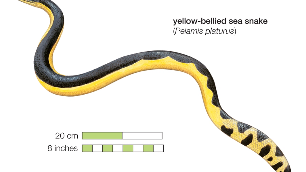 Giant sea snakes across time