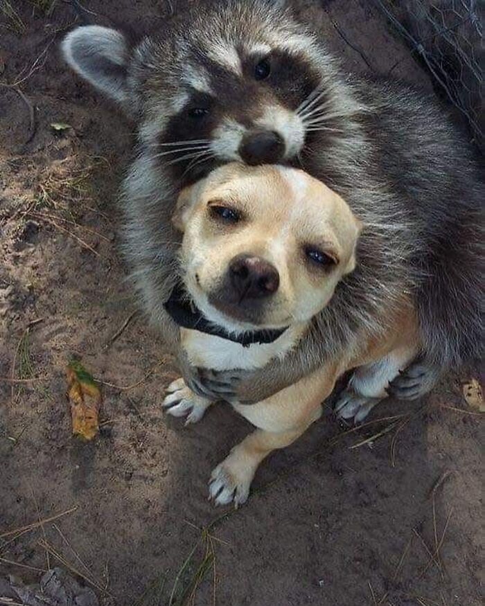 45 amusing photos capturing the quirky nature of raccoons