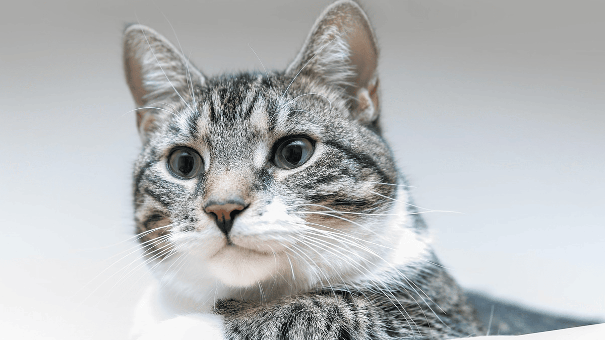 Experts reveal what cats need to be truly happy