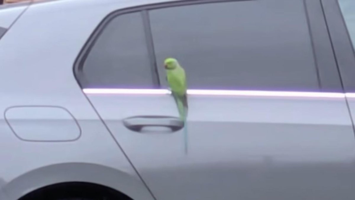 Watch: Loose parakeet blamed for damage to cars in Scotland