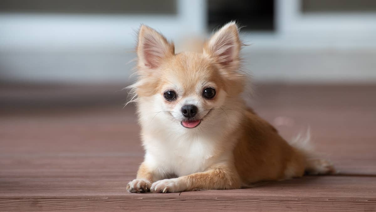 Tiny chihuahua mix who grew up with cats perfects the art of the ...