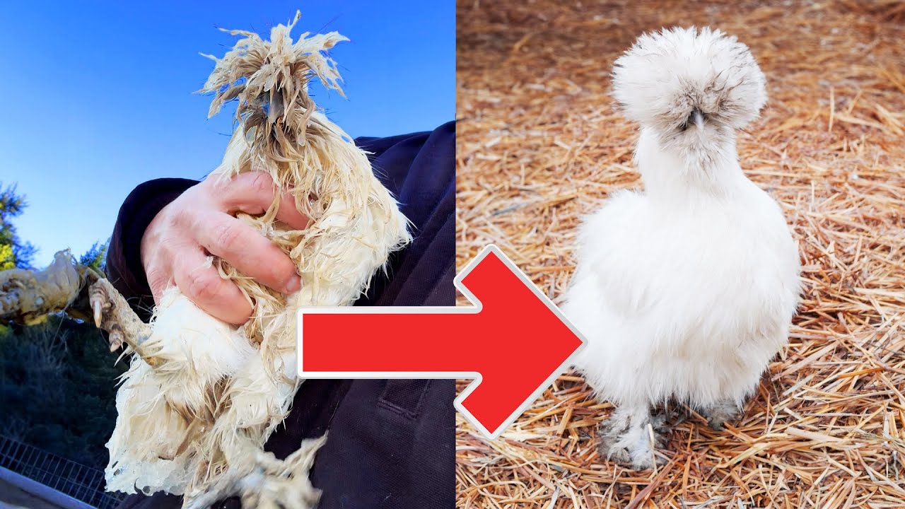 See how a weird chicken miraculously cheated death on the farm