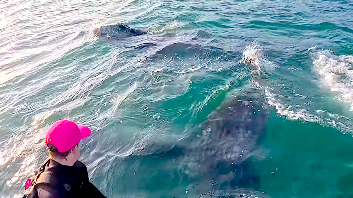 Gray whale tail-whip launches foil surfer off California coast (video)