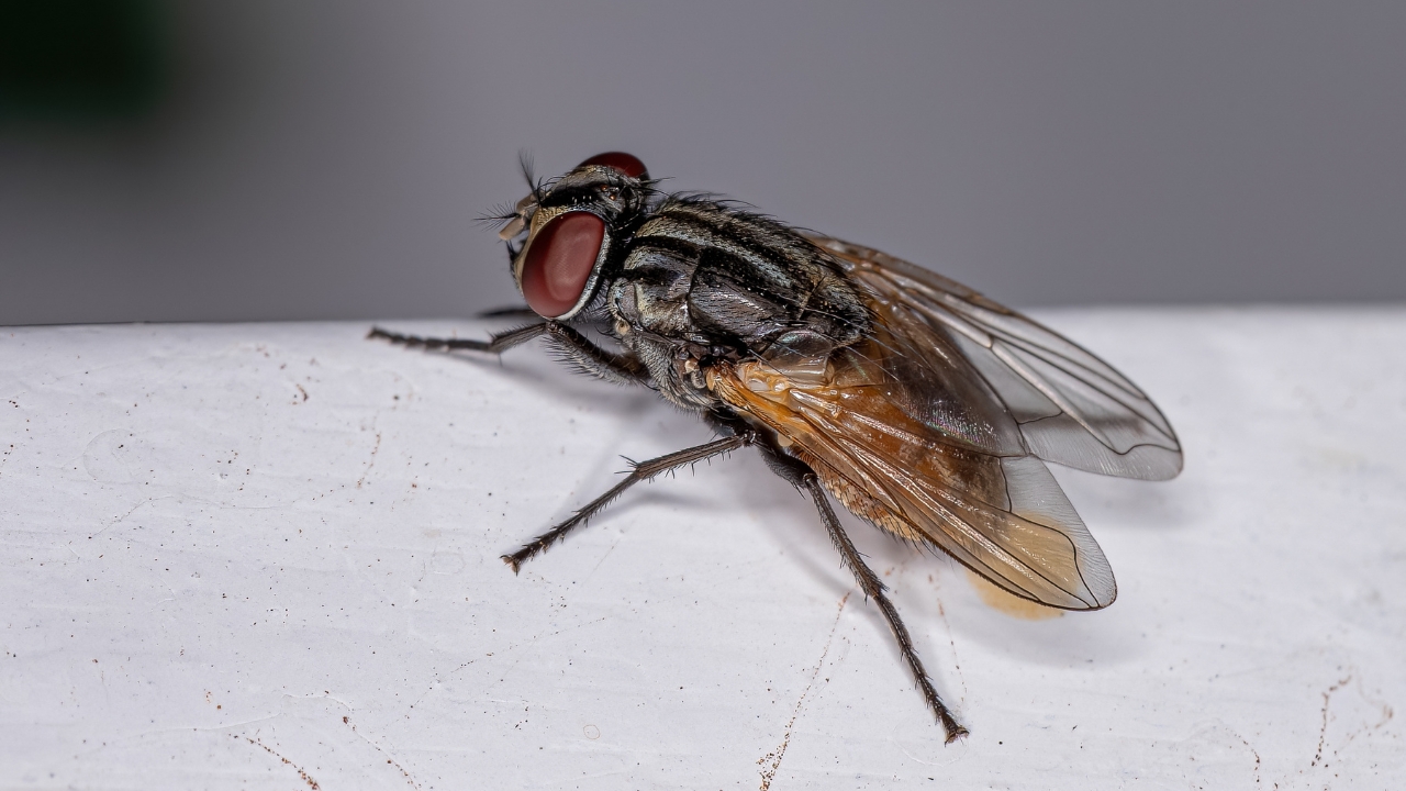 7 tricks I use to keep flies off the back porch