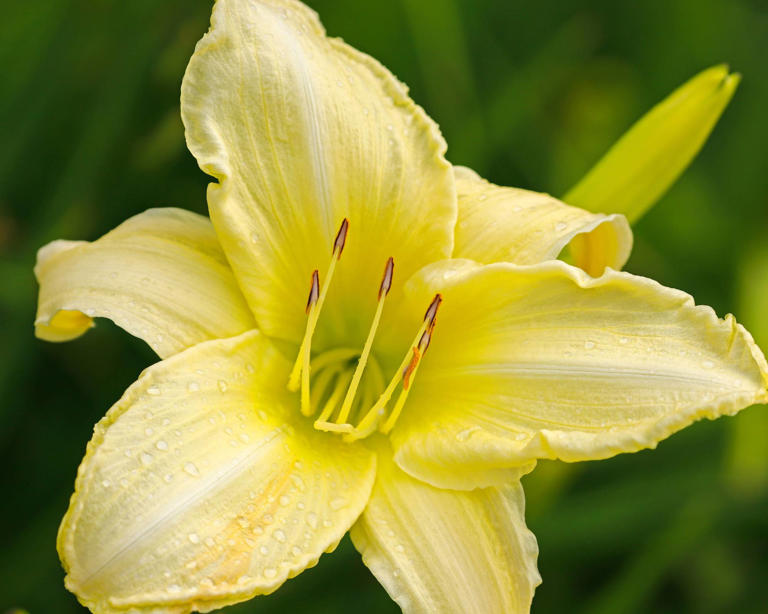 7 plants to deadhead in June for blooms that last all summer – don't ...