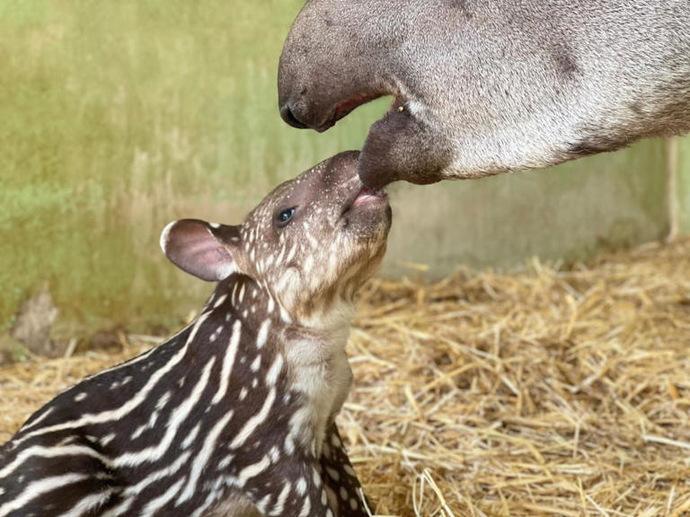 Casablanca zoo welcomes endangered Brazilian tapir calf
